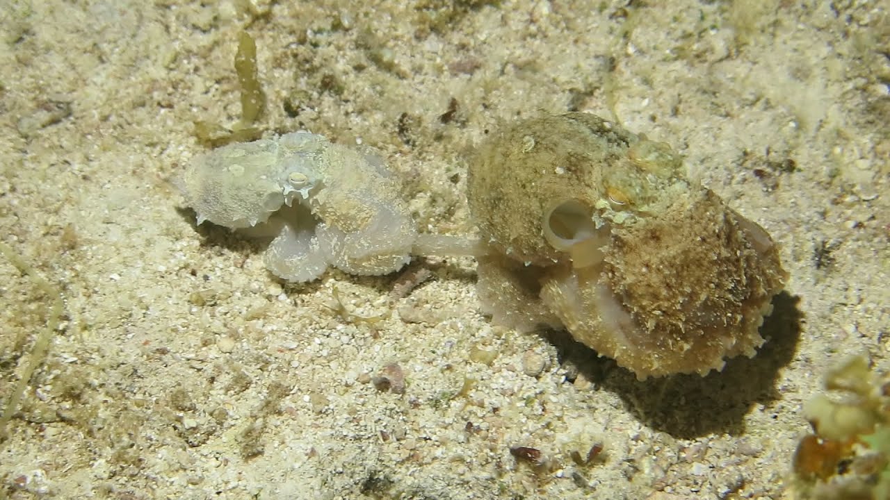 Octopus couple mating (Malapascua, Philippines) - YouTube