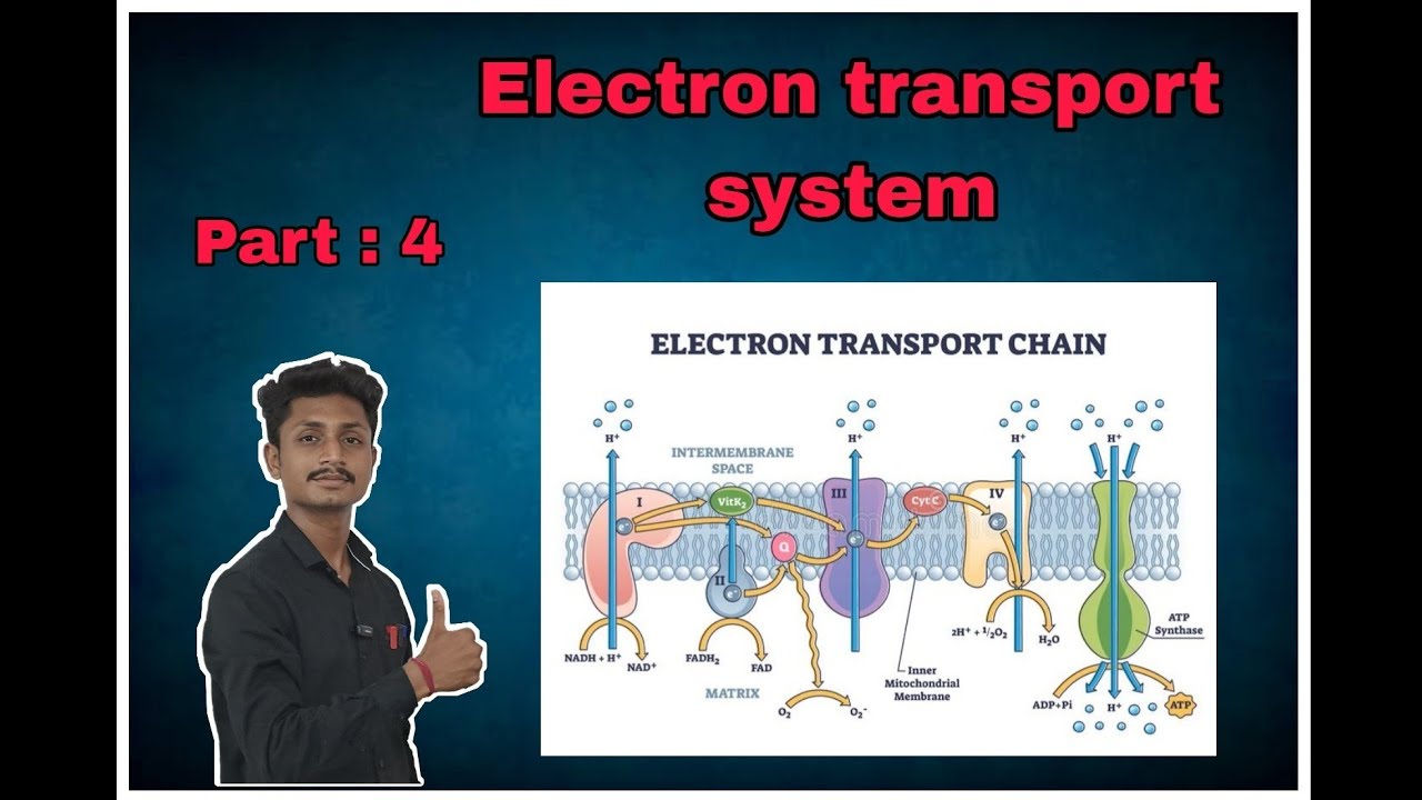 Electron transport system - YouTube
