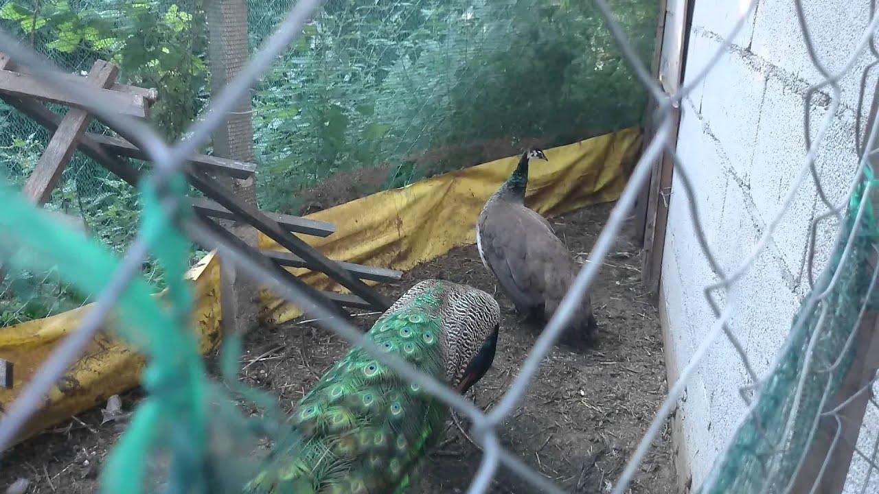 Shpezet e nadit - YouTube