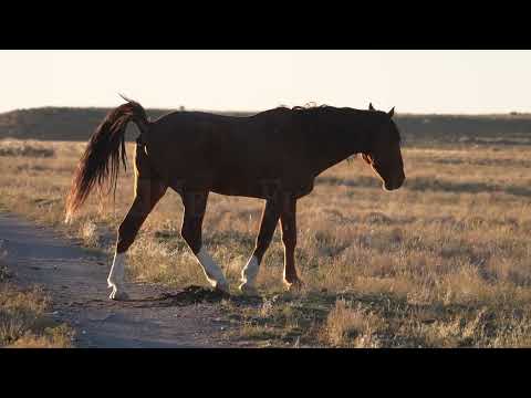 Stock Video - Wild horse smelling others manure and pooping on the pile