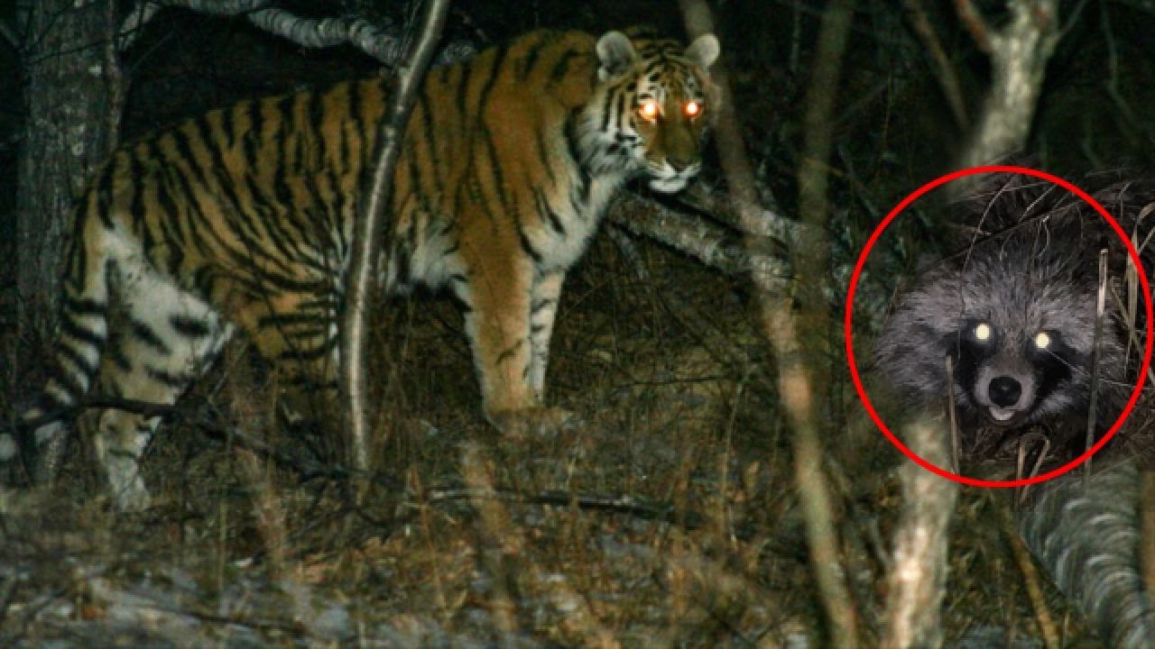 A Rare Wildlife Encounter: The Raccoon Dog vs. The Siberian Tiger - YouTube