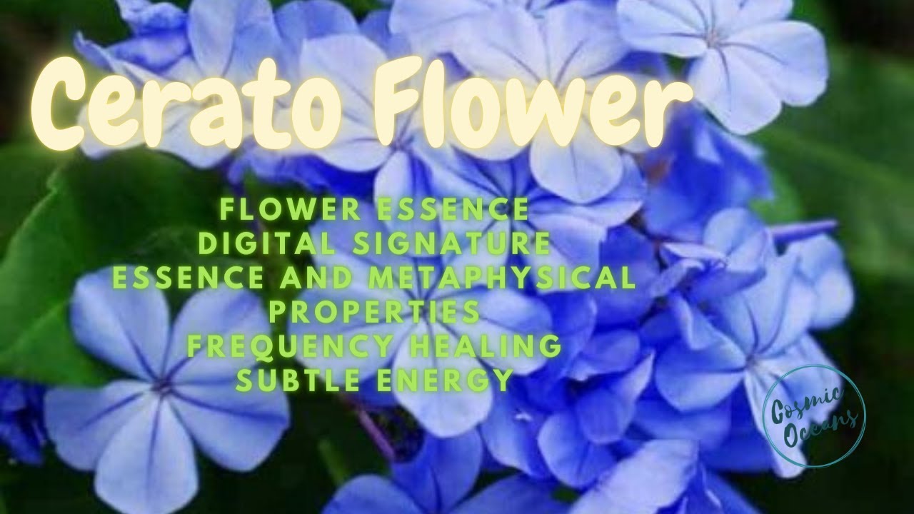 Cerato Flower Essence Benefits at Christopher Romero blog