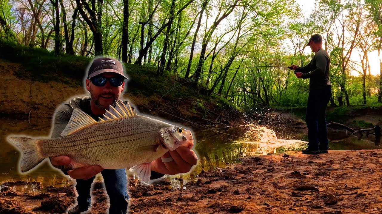 Fishing a small creek LOADED with White Bass! - YouTube