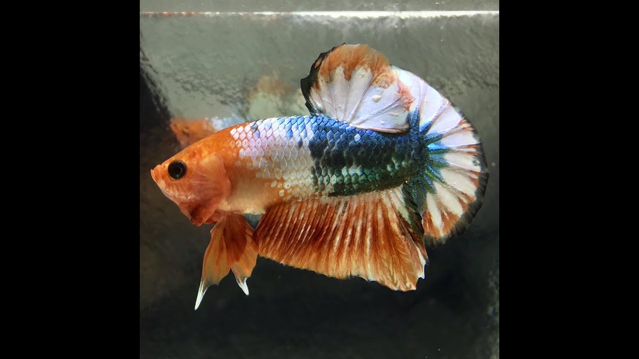 BETTA FANCY COPPER ORANGE BASE (FCCP) - YouTube