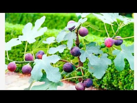 Fig plant | anjeer tree | anjeer ke fayde | Fig plant anjeer tree in ...