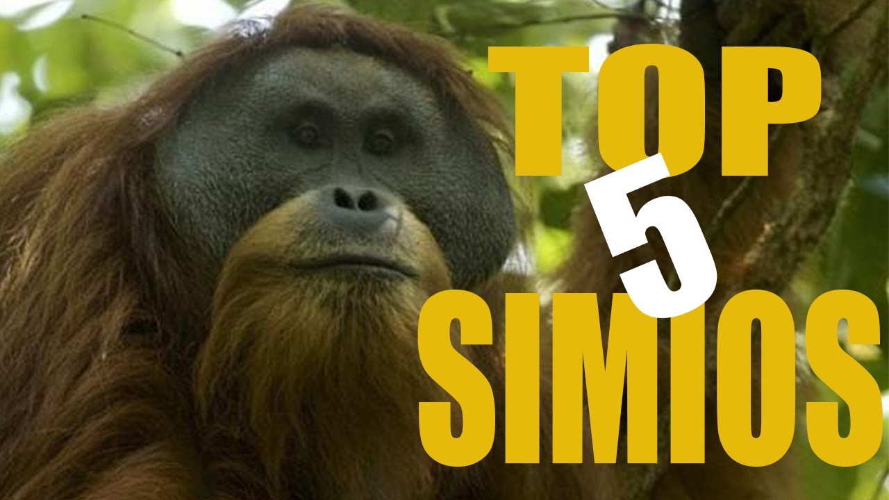 Top 5 - SIMIOS - YouTube