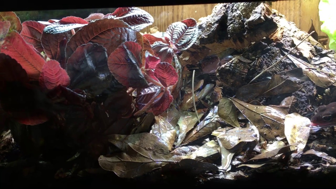 Bioactive Setup - African Fat-Tailed Geckos - YouTube