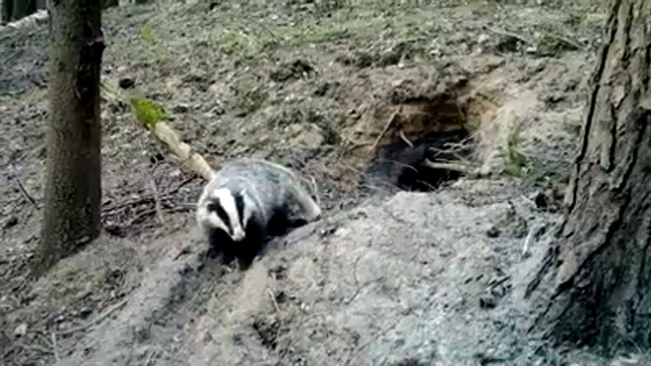 Busy Life of a Badger - Trail Cam | Nature Reserve - YouTube