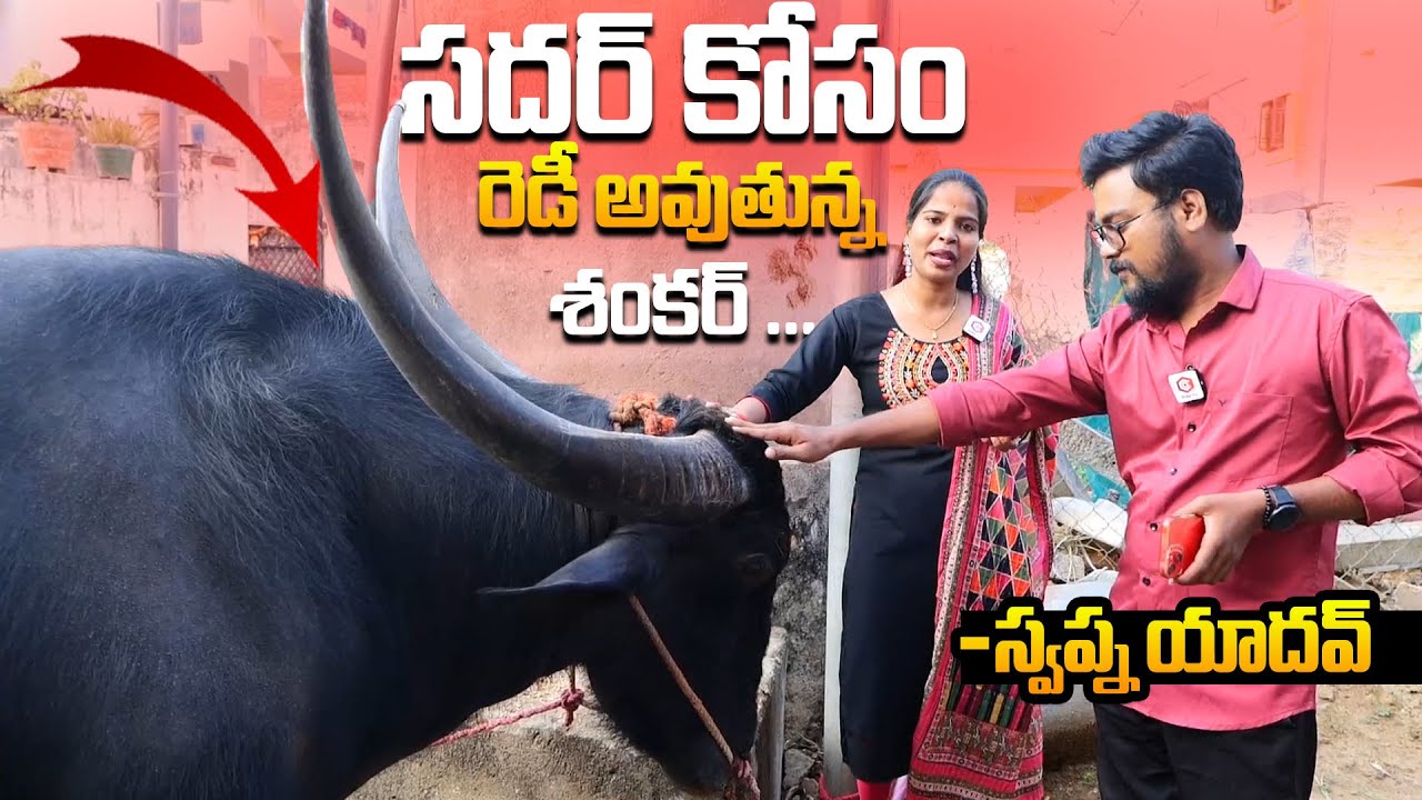 Swapna Yadav About Her Bull Chota Shankar Pahilvan Ready For Sadar ...