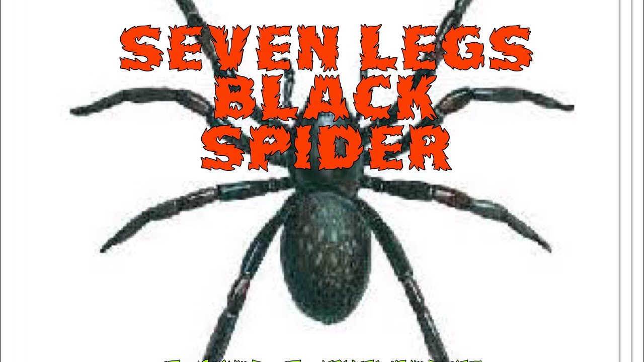 seven legs spider - YouTube