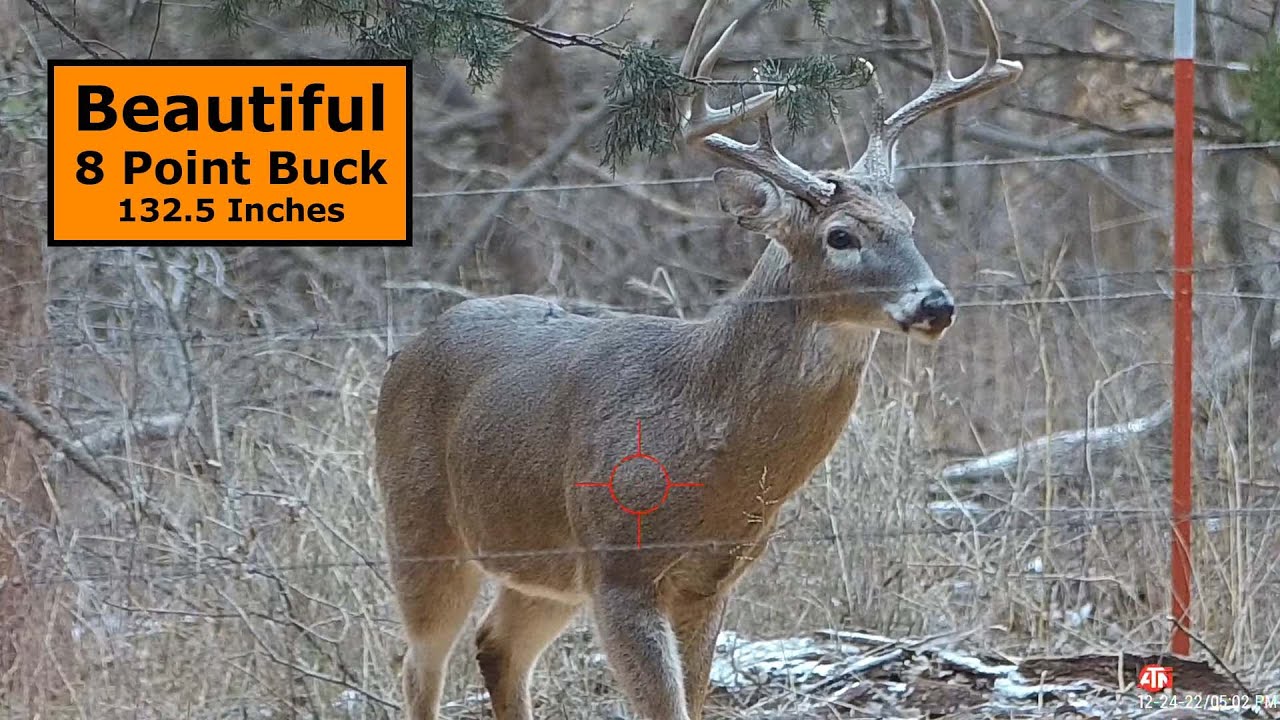 Nice White Tailed Deer Trophy 8 Point Buck - YouTube