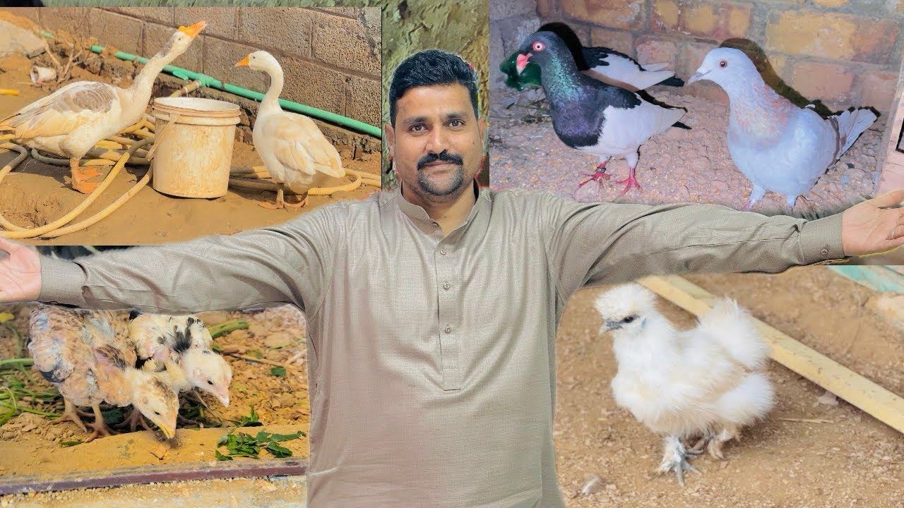 Me And My Pets Jagiot Pet House 🏡#viral #pets #petsvlog - YouTube