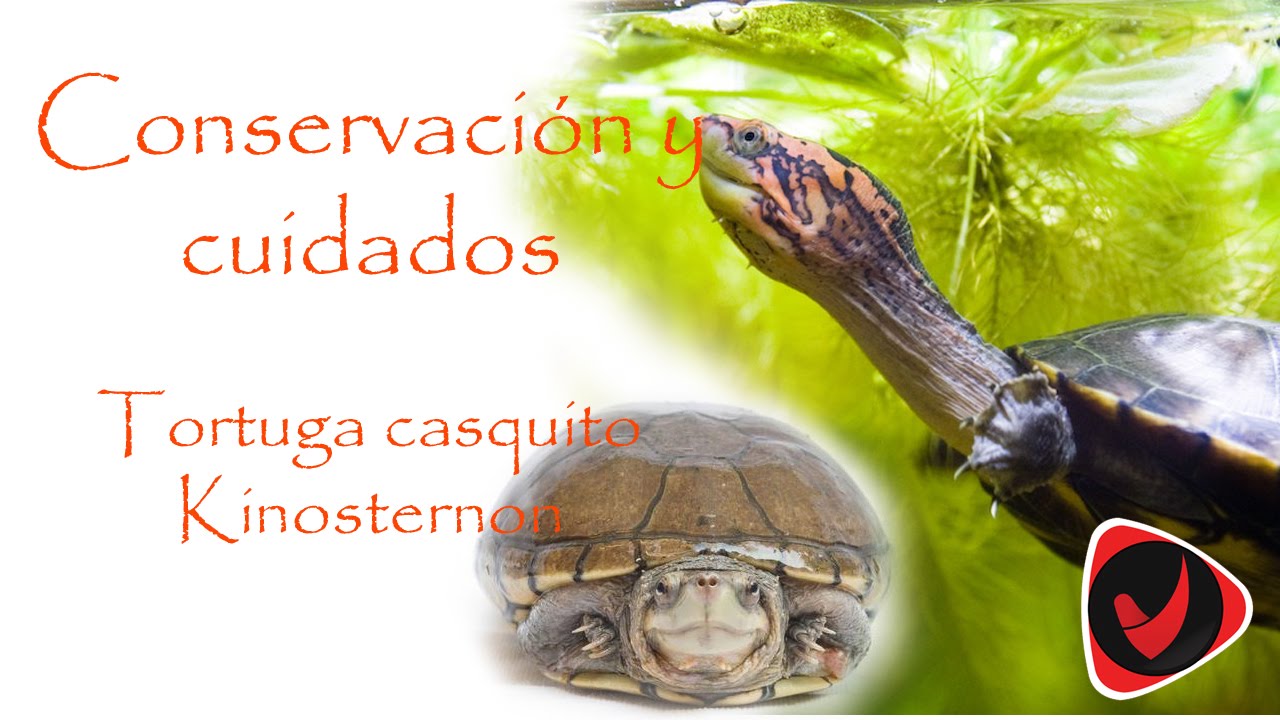 Cuidados y conservación de la tortuga kinosternon, Casquito o ...