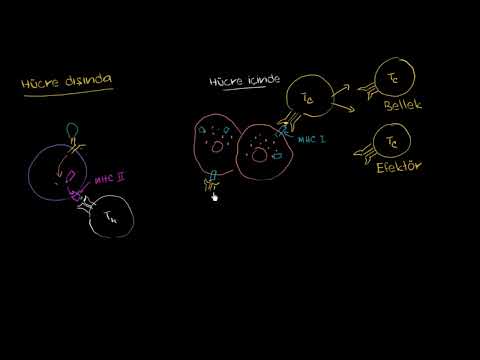 Sitotoksik T Hücreleri ve MHC I Kompleksleri (Biyoloji) (Sağlık Bilgisi ve Tıp)
