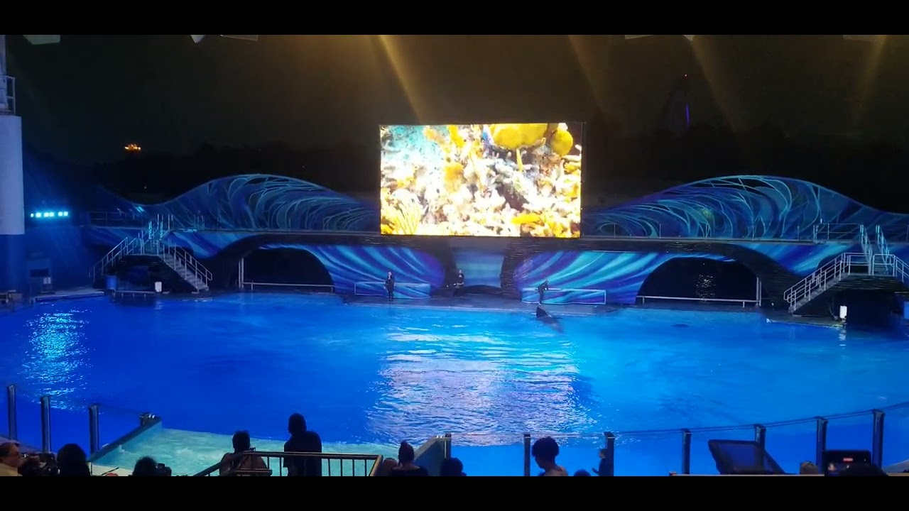 One Song Orca Encounter SeaWorld Orlando - YouTube