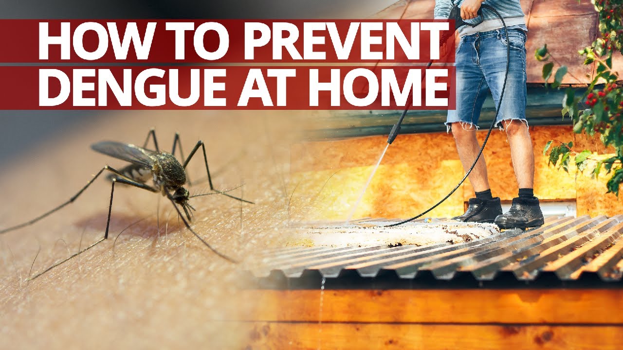 How to prevent the spread of Dengue at Home? #Lifesaver - YouTube