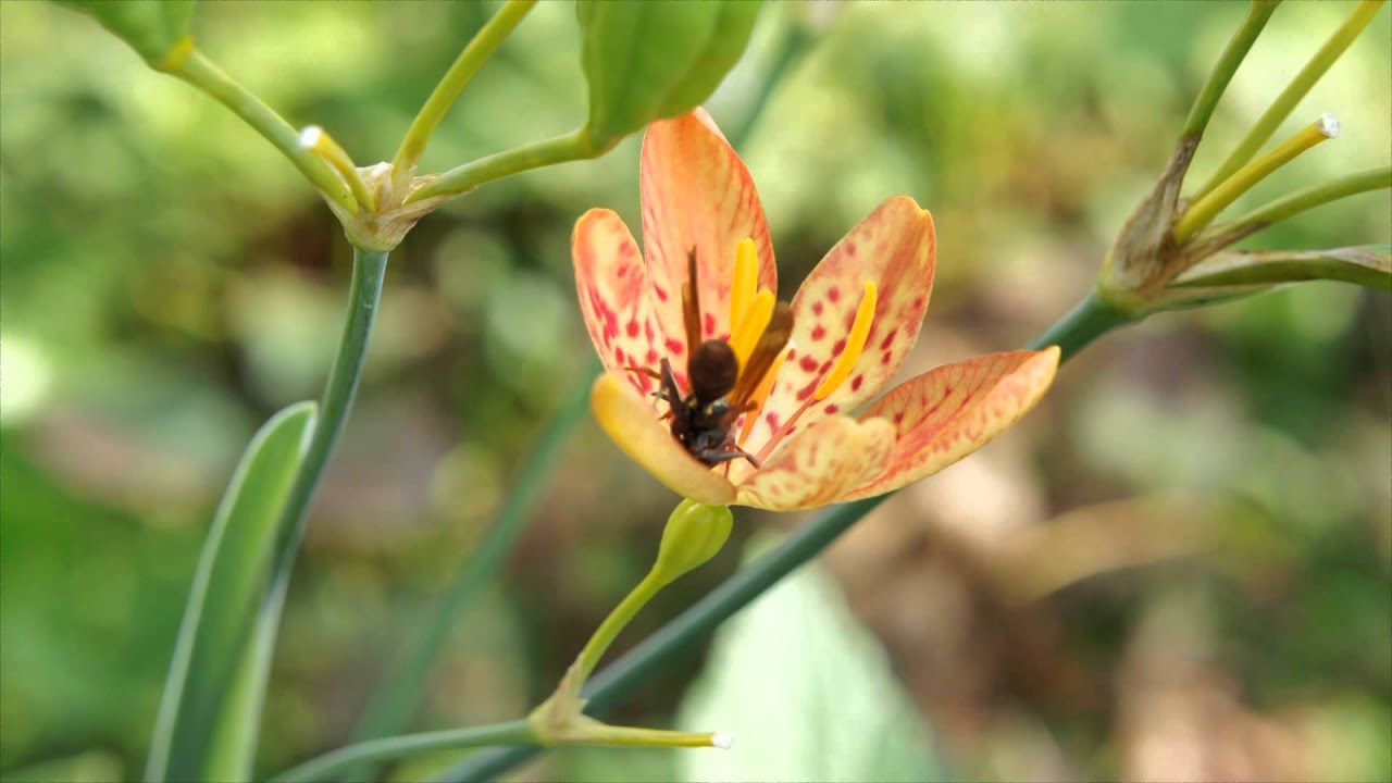 The relationship between insects and flowers - YouTube