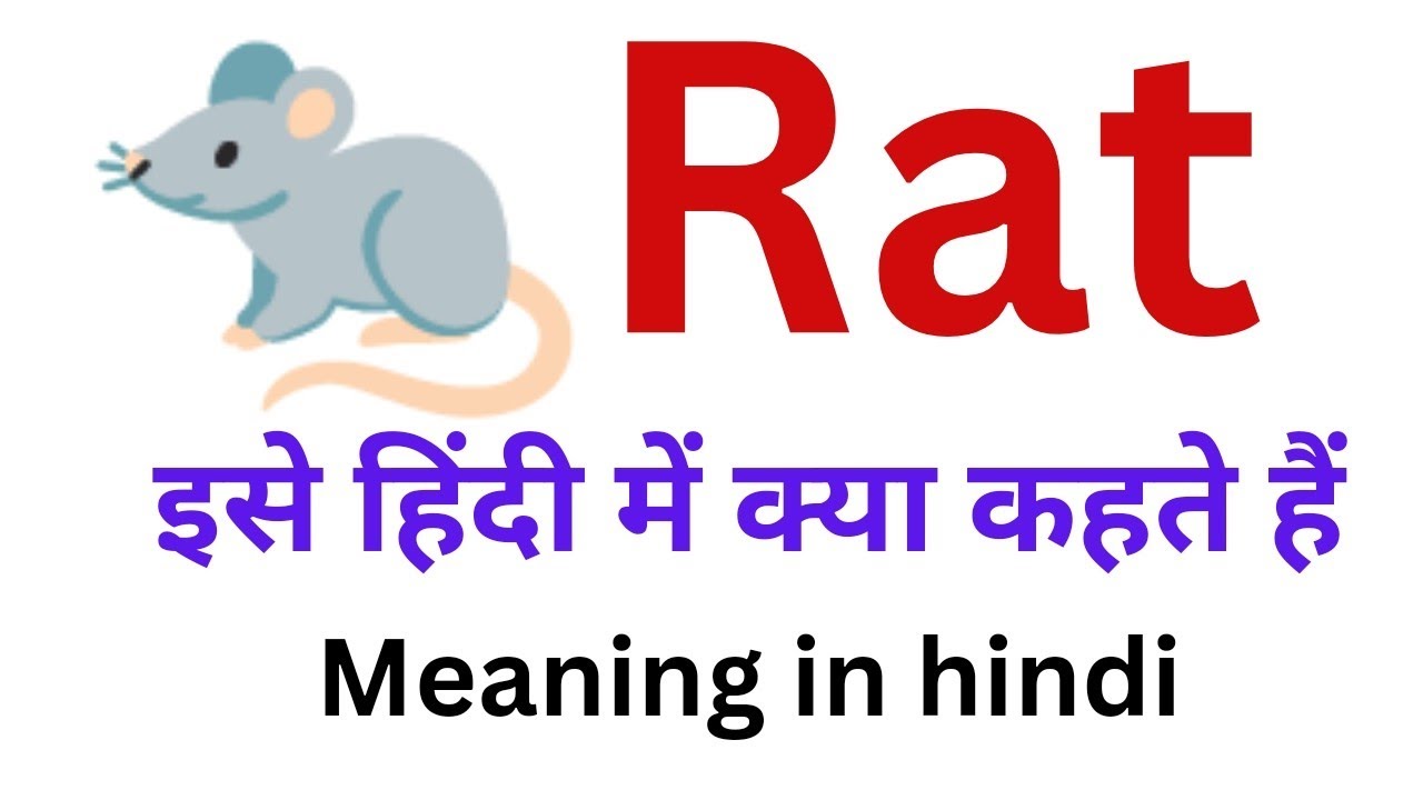 Rat Meaning In Hindi Rat Ko Hindi Mein Kya Kahte Hai English rat-meaning-in-hindi-rat-ko-hindi-mein-kya-kahte-hai-english