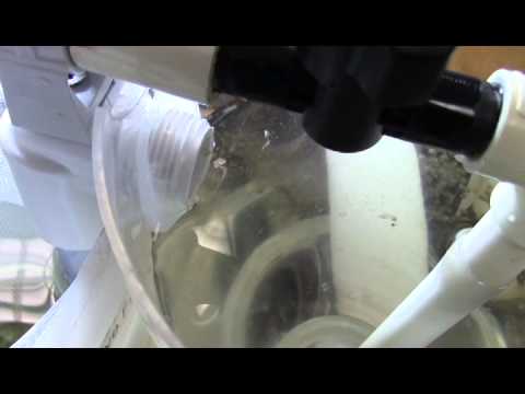 Paddlefish Fry Starting to Hatch - 3/20/15 - YouTube