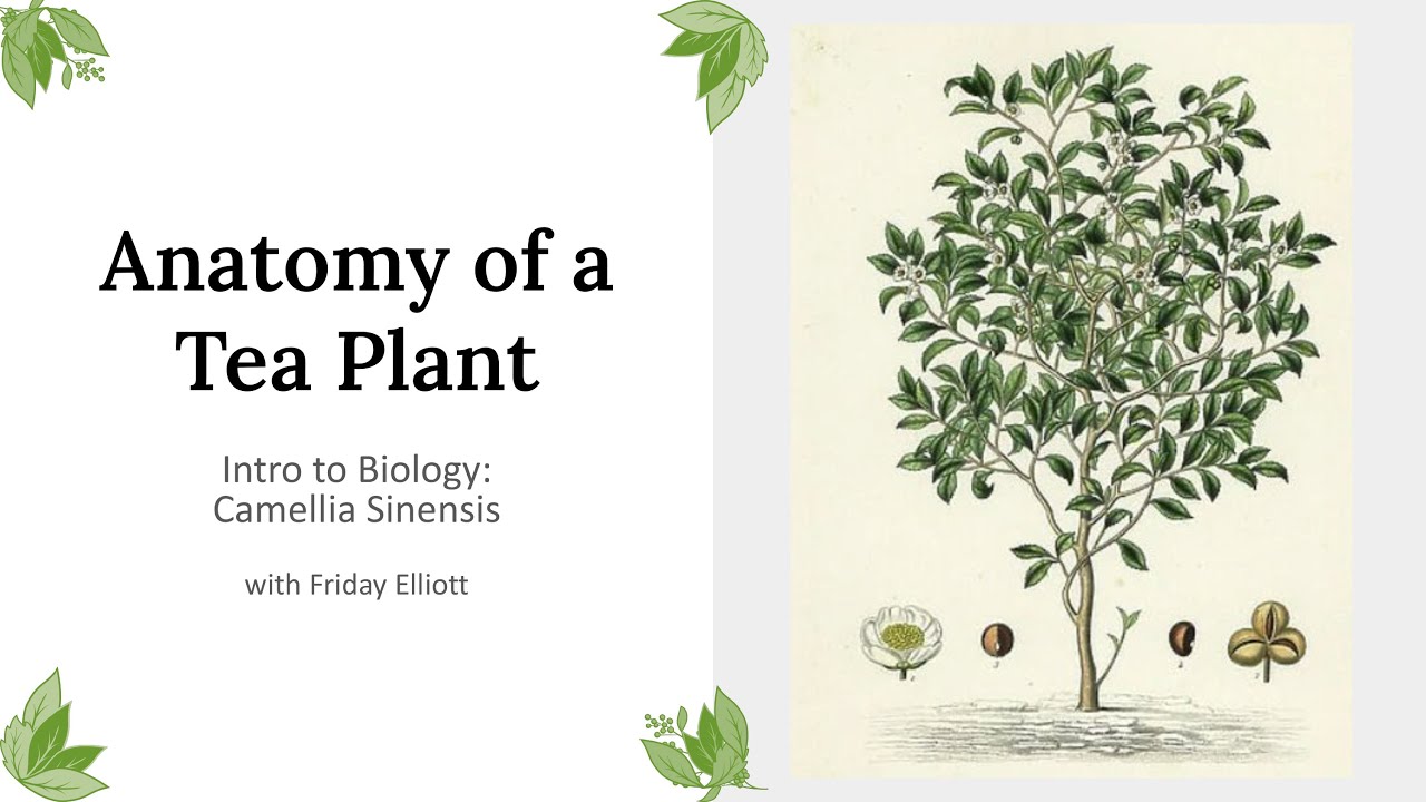 Anatomy of a Tea Plant - Northwest Tea Festival - YouTube