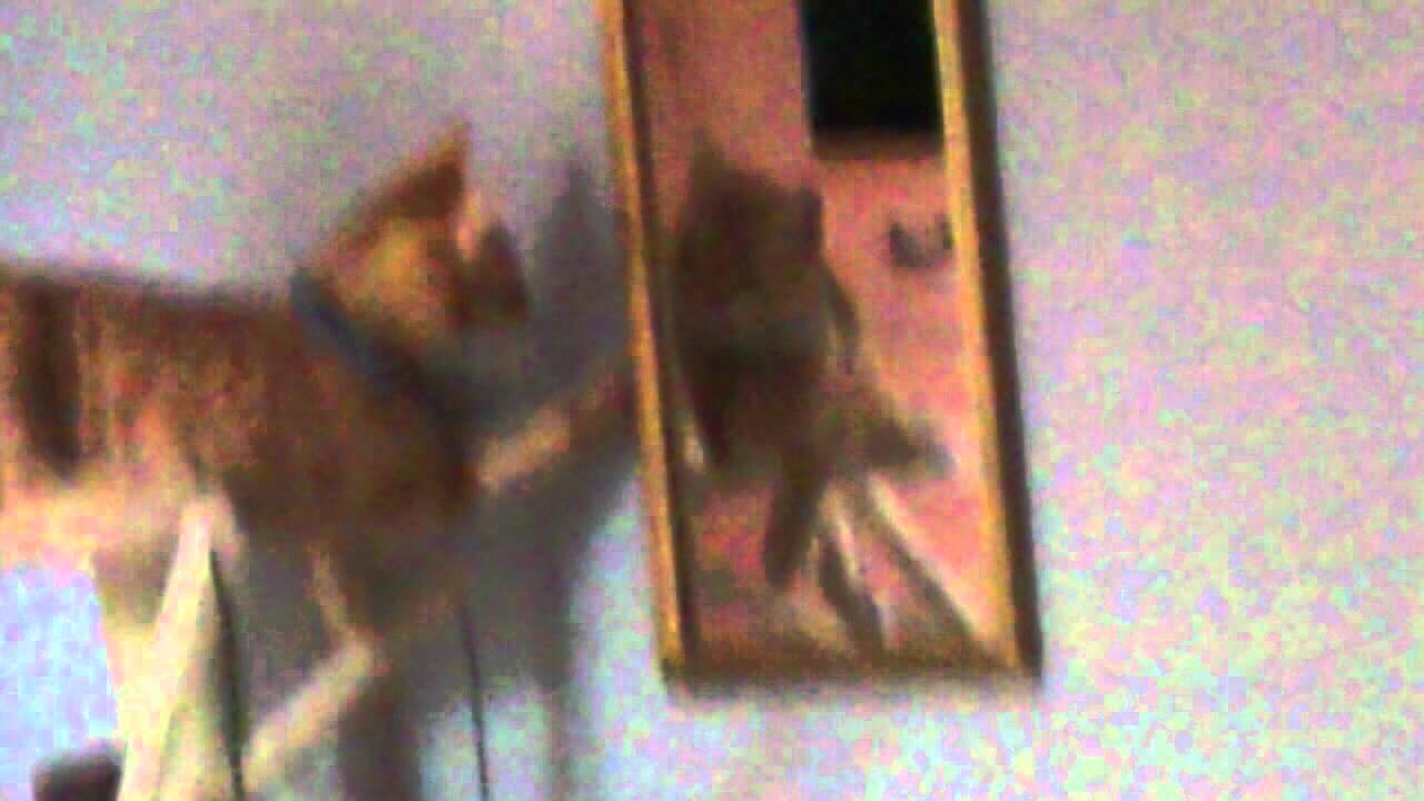 Our Ginger Bengal Kitten looking on the mirror - YouTube