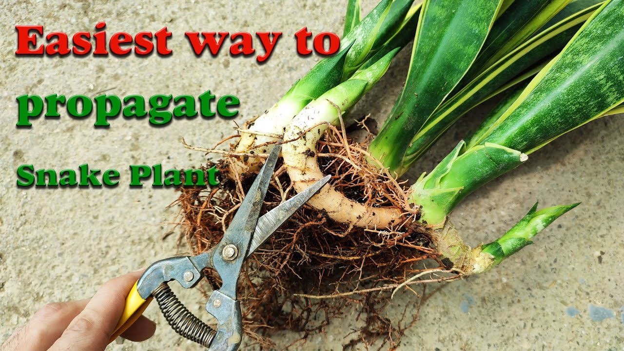 Snake plant propagation | Snake plant propagation from roots tutorial - YouTube