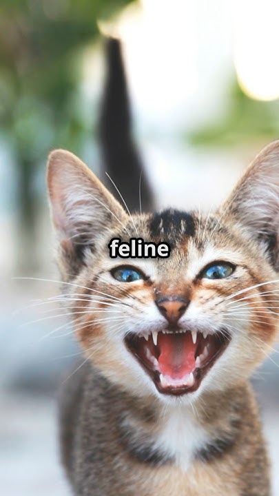 Decoding Feline Language: What Your Cat’s Meows Really Mean! - YouTube