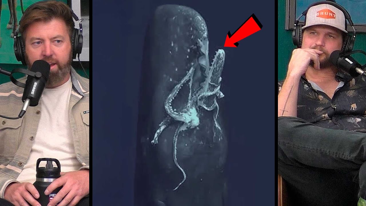 Forrest Galante Reacts to First Footage of Sperm Whale Eating a Giant ...
