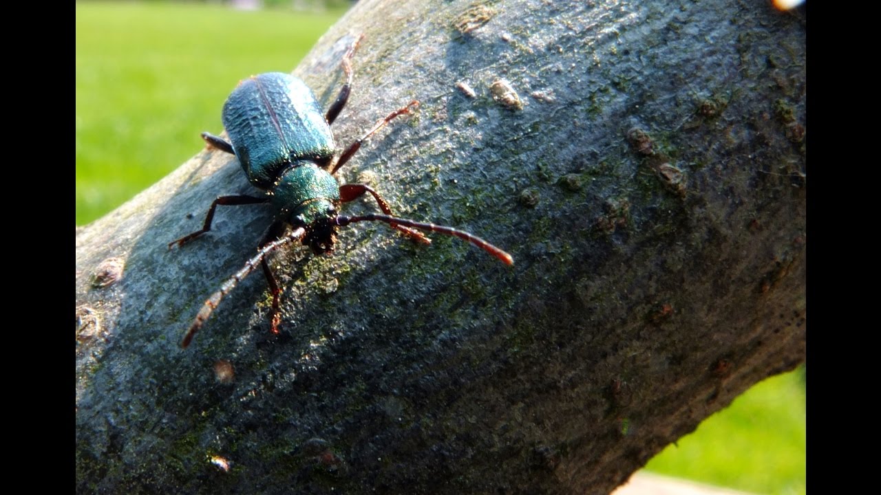 Callidium aeneum - Longhorn Beetle / Bockkäfer - YouTube
