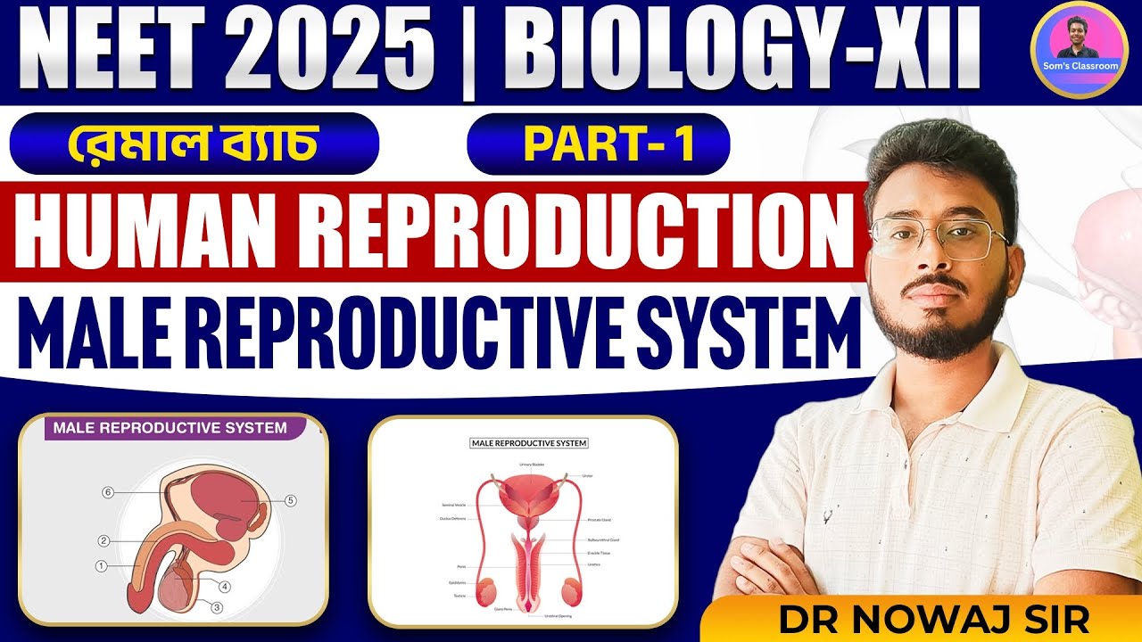 Human Reproduction||Male Reproductive System||Human Reproduction NEET ...
