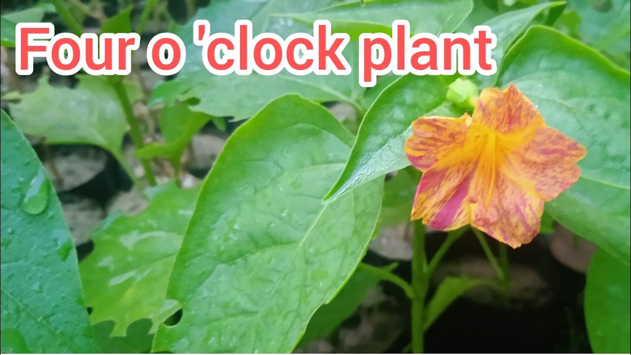 4 o ' Clock plant/ 4'clock plant from seeds /summer flowers plant ep ...