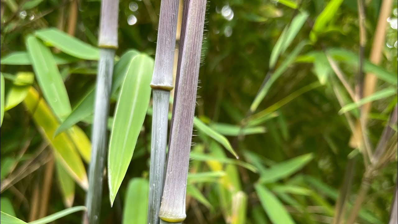 Bamboo Garden - maintenance and restorative pruning. - YouTube