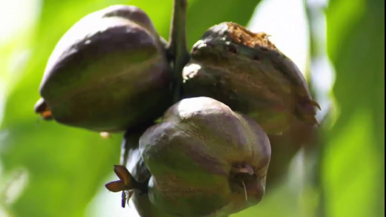 The Powder Puff Tree - YouTube