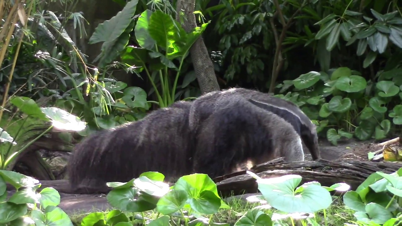 Annie the Anteater Returns to Disney's Animal Kingdom - YouTube