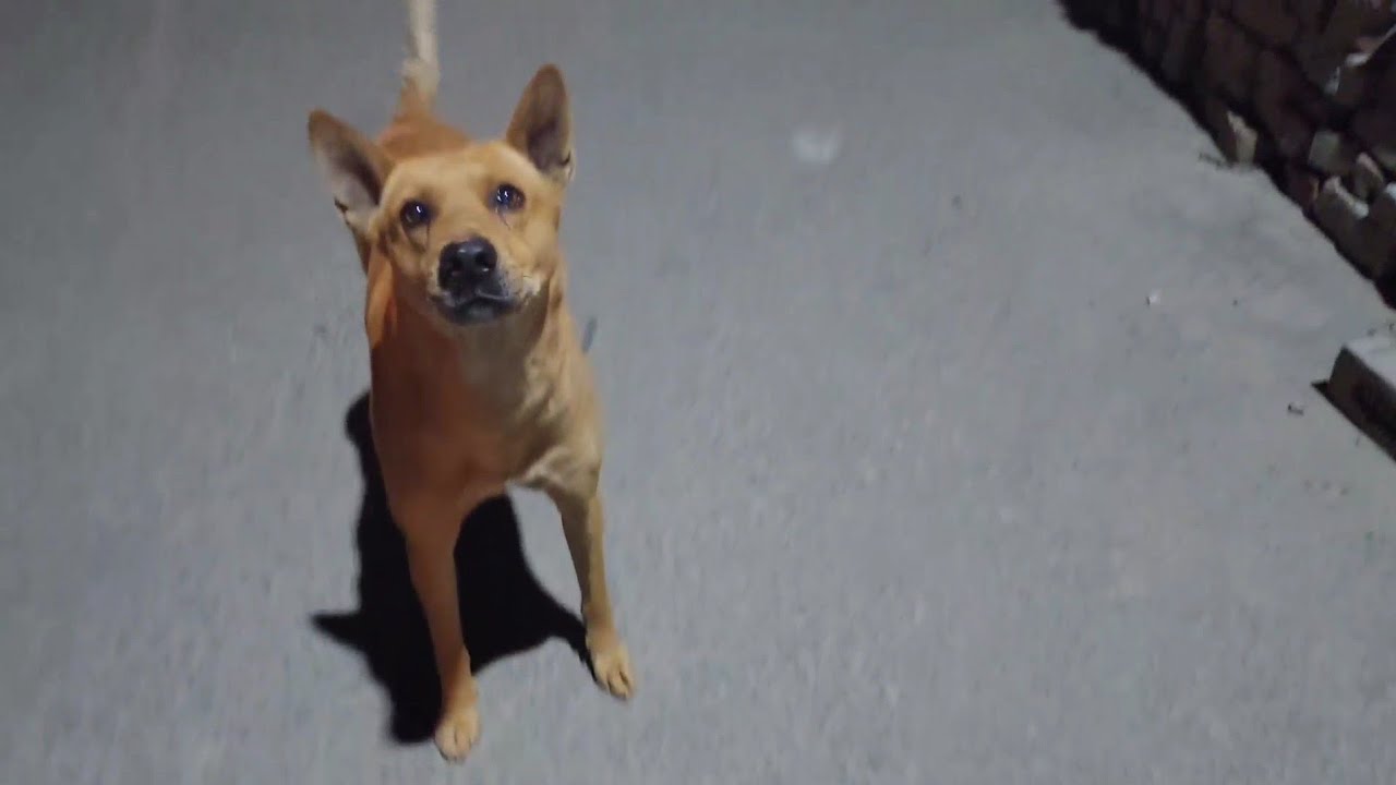 two cute beautiful love pyppy Shepherds | The Dodoooo - YouTube