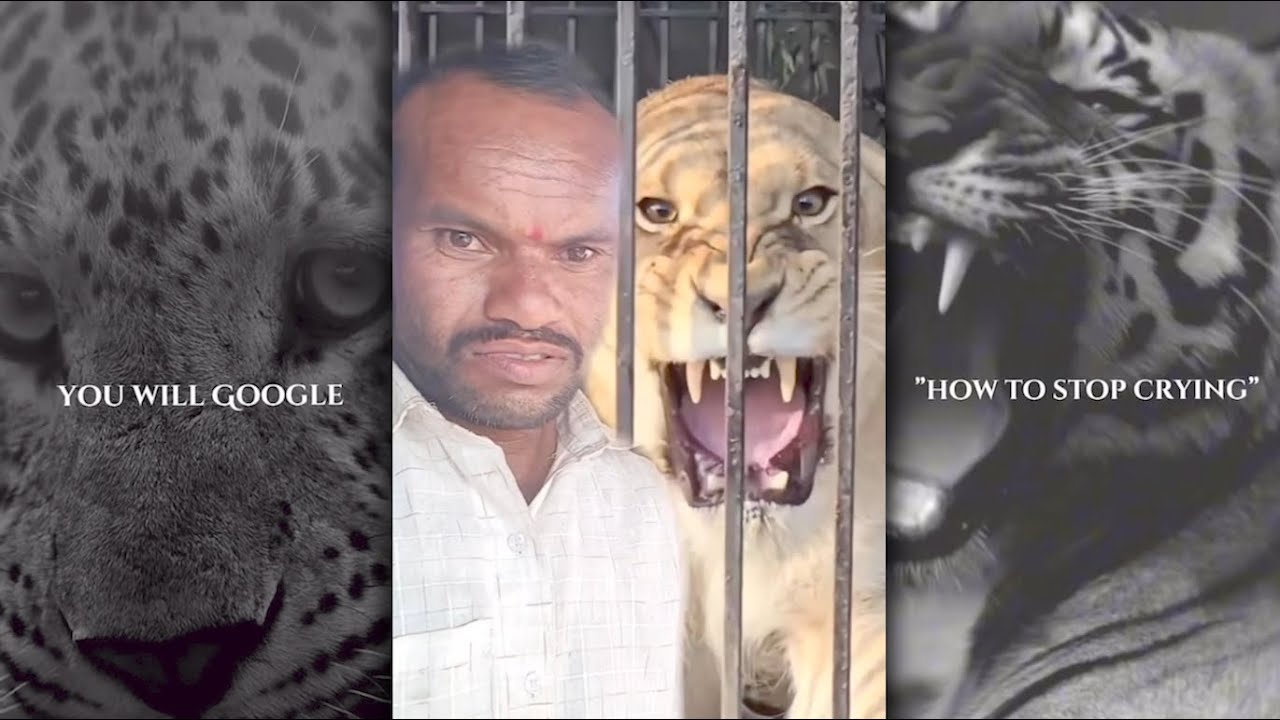 Don't Ever Try To Hurt Me. You Will Google "How To Stop Crying" 🐯 - YouTube