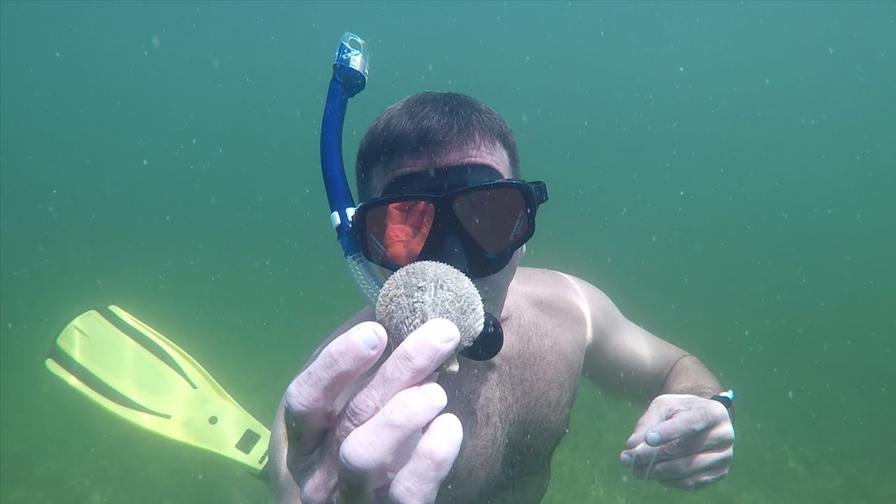 Wild Scallops Catch and Cook - YouTube