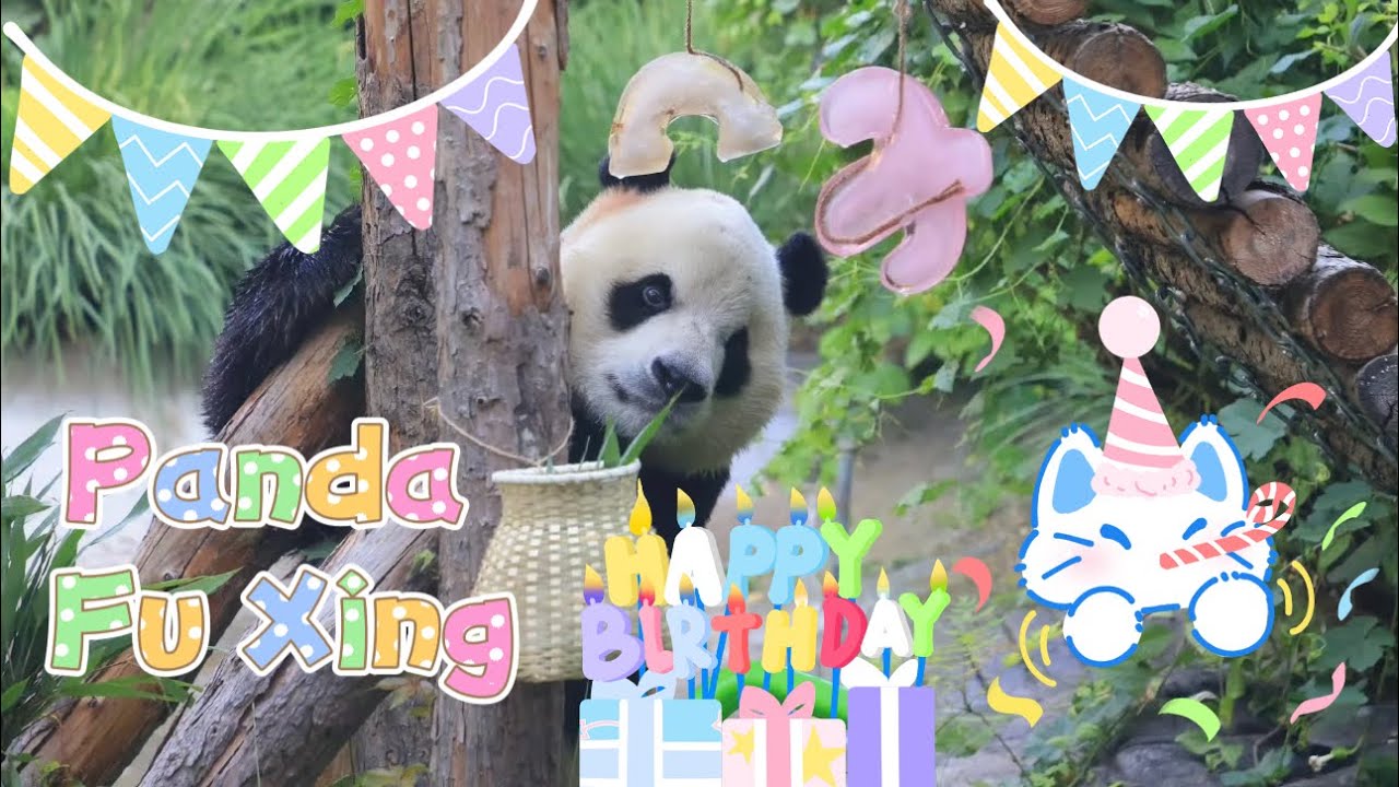 6.25 Happy Birthday to Panda Fu Xing(Pang Dahai) #panda #happybirthday ...
