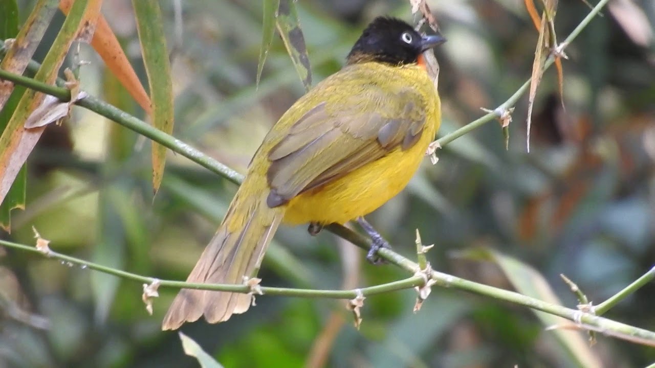 Ruby-throated bulbul - YouTube