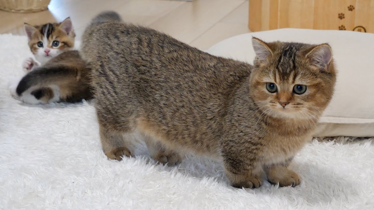 Kitten Nico is never bored because of his big sister cat Charo! - YouTube