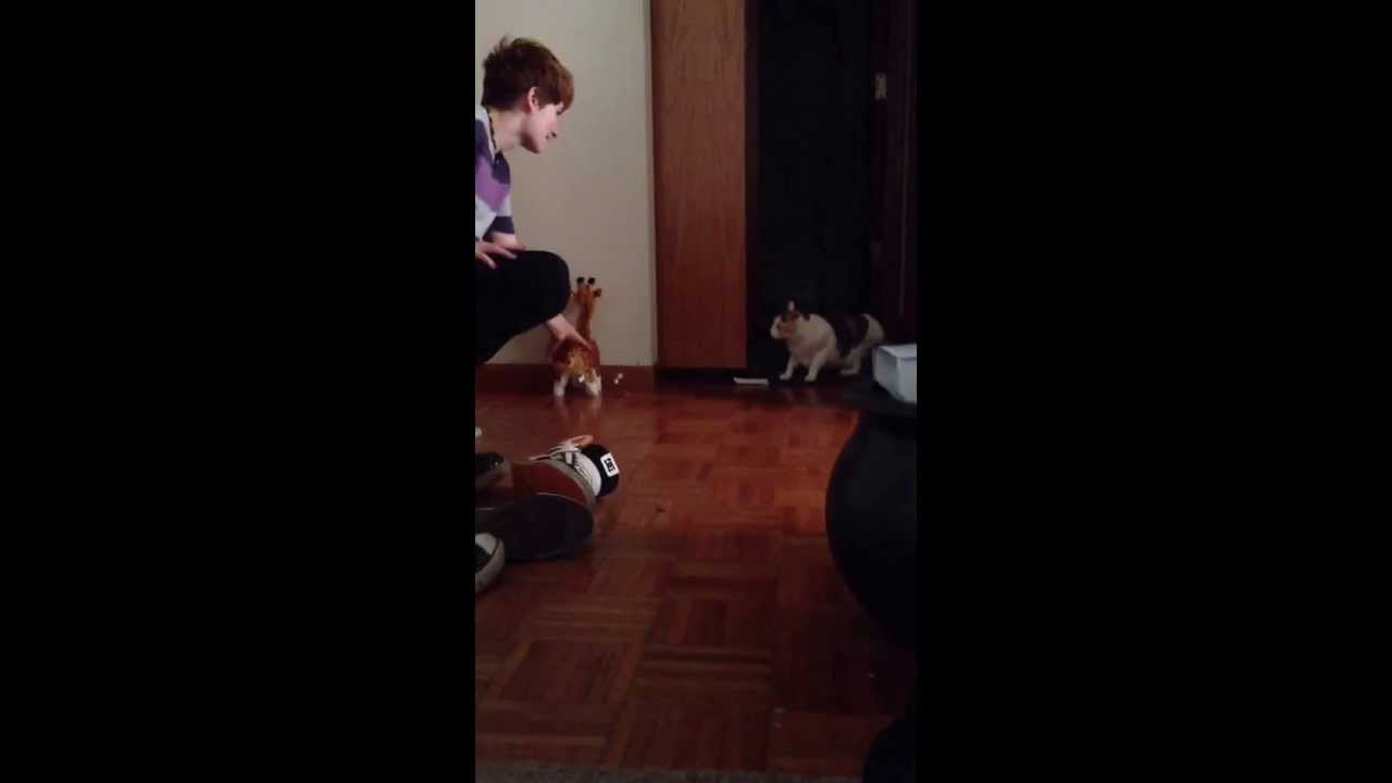 Screaming giraffe - YouTube