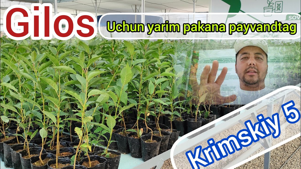 Gilos uchun yarim pakana Krimskiy 5 payvandtagi. Issiqxonada Gilos ...