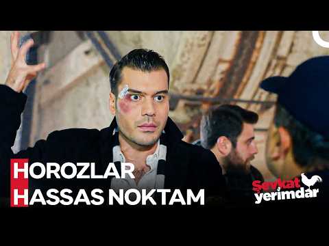 Hayvanları Hem Dövüştürüyorlar Hem Bahis Oynuyorlar! - Şevkat Yerimdar
