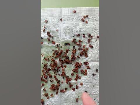 Семена кизильника. ч.3 - YouTube