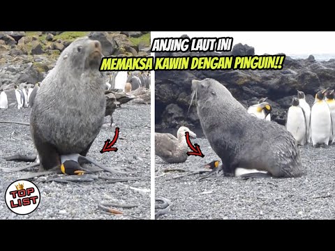Nyeleneh Banget!, Anjing Laut Ini Mencoba Kawin Dengan Pinguin!