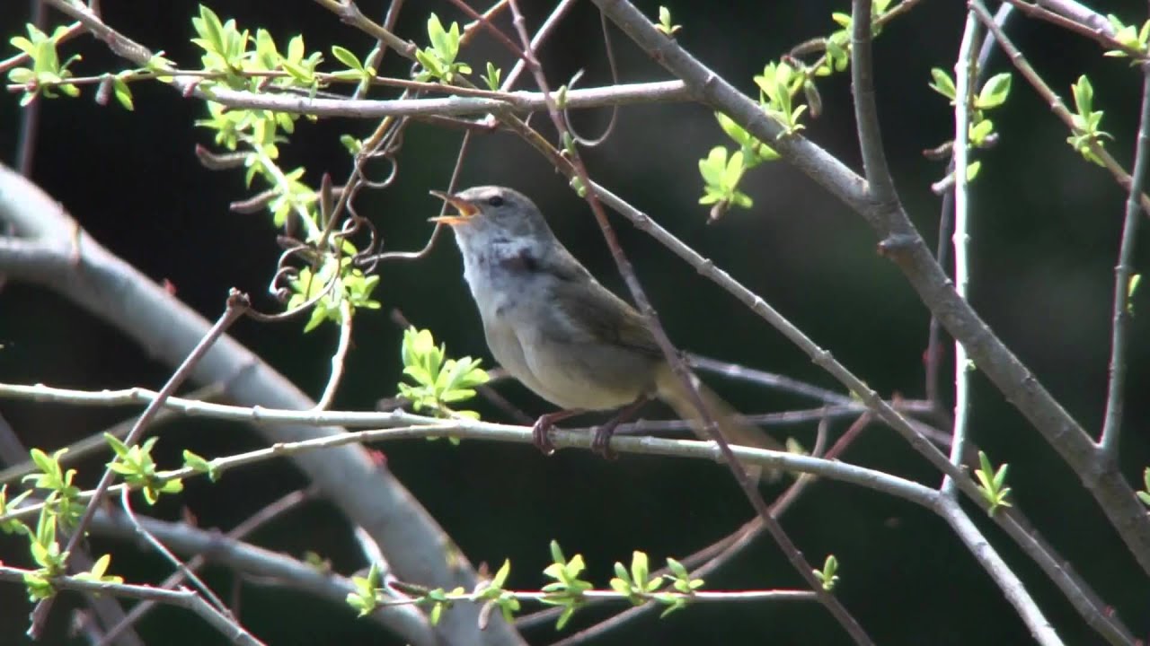 Singing Bird Japanese Bush Warbler ウグイスの鳴き方 バードウォッチング - YouTube