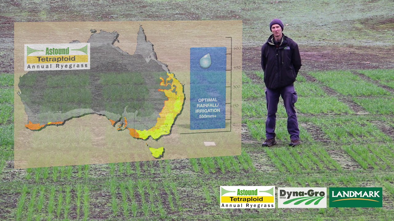 GRASS TALKS- Astound Westerwolds Tetraploid ryegrass- Dyna-Gro Seed ...