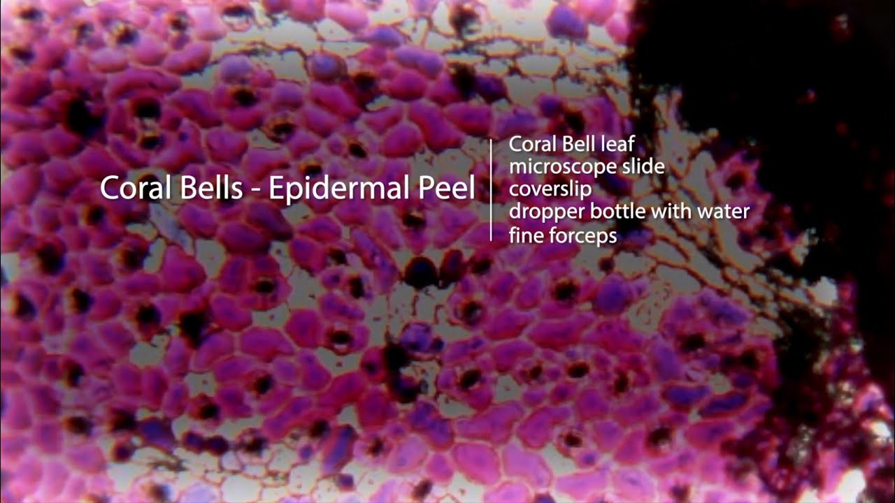 Coral Bells Preparation - YouTube