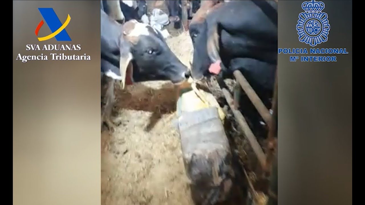¡2.000 vacas custodiando 4,5 toneladas de cocaína! - YouTube