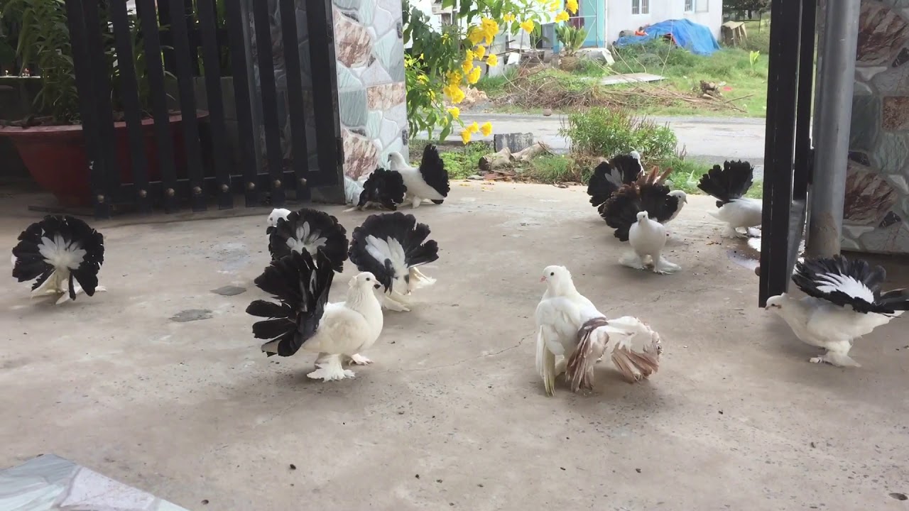 Hoai’s Loft | Tailmark Fantail Pigeons | Breeding group after bath ...